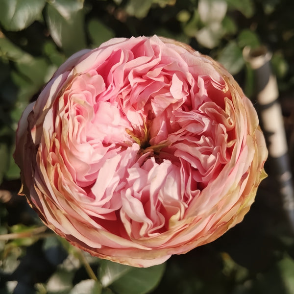 Pride of Jane Rose Plant｜简的骄傲 – Rose_Explosion