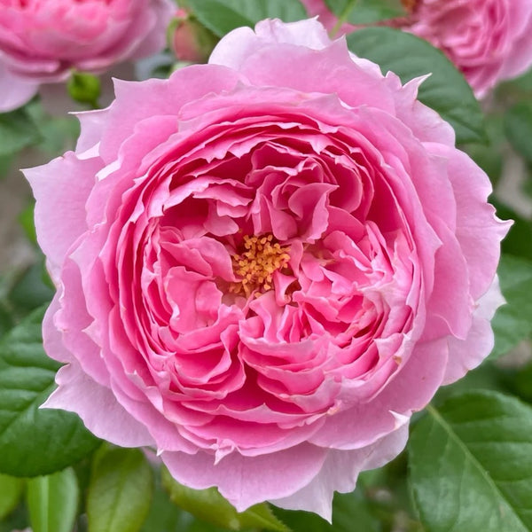 Prima Vista Rose Plant｜初见 – Rose_Explosion