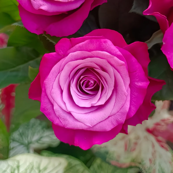Prince Of Persia Rose Plant|波斯王子 – Rose_Explosion