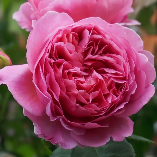Princess Alexandra of Kent Rose Plant(Austin)|肯特公主 – Rose_Explosion