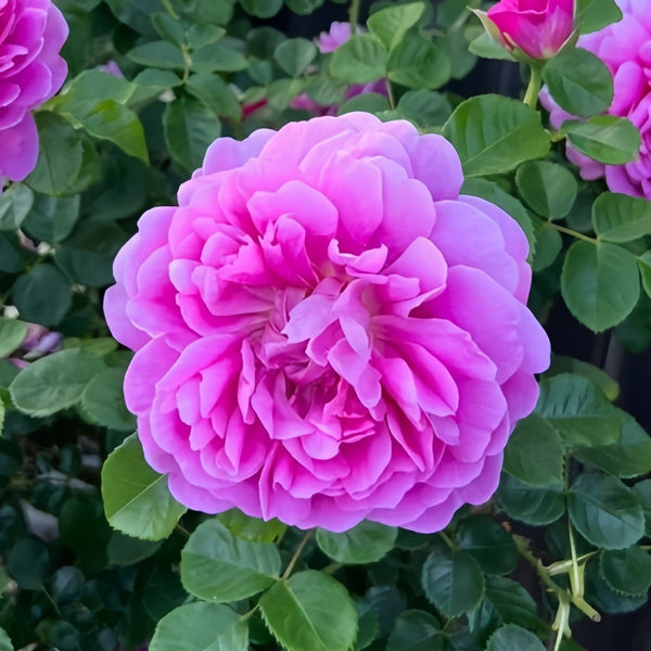 Princess Anne Rose Plant(David Austin)|安妮公主 – Rose_Explosion
