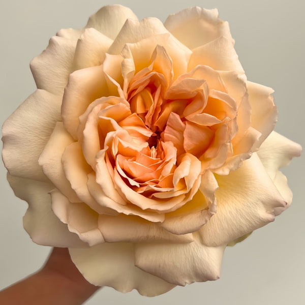 Princess Holly's Hope Rose Plant|霍莉公主的希望 – Rose_Explosion