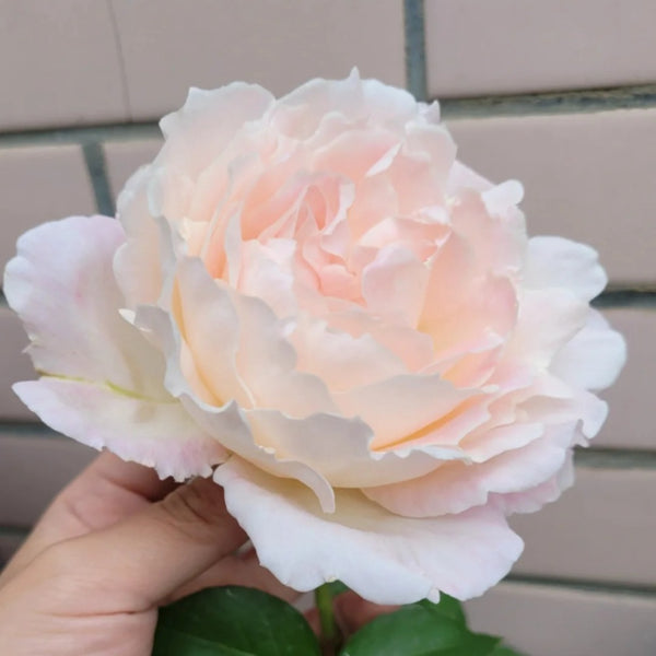 Princess Tenko Rose Plant｜天宫公主 – Rose_Explosion