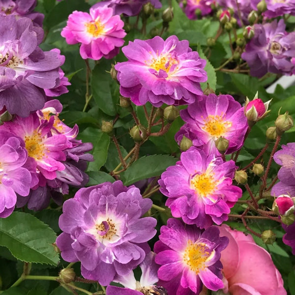 Purple Skyliner Rose Plant｜紫色客机 – Rose_Explosion