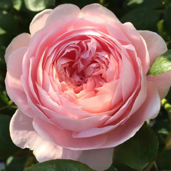 European rose, Queen of Sweden, pink rose, garden plantQueen of Sweden ...