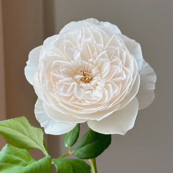 Queen of the Elves Rose Plant| 精灵女王 – Rose_Explosion