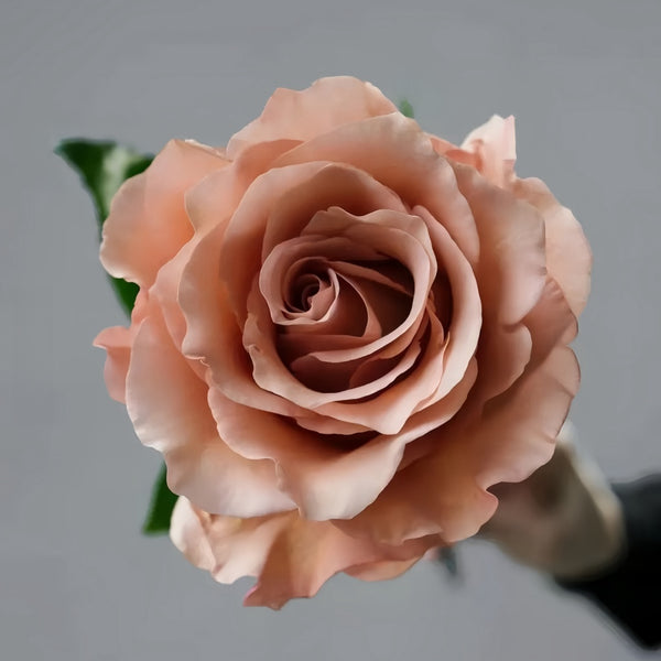 Moab Rose: Desert-Inspired Brown-Cream Rose | Rosaprima® – Rose_Explosion