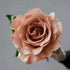 Moab Rose: Desert-Inspired Brown-Cream Rose | Rosaprima® – Rose_Explosion