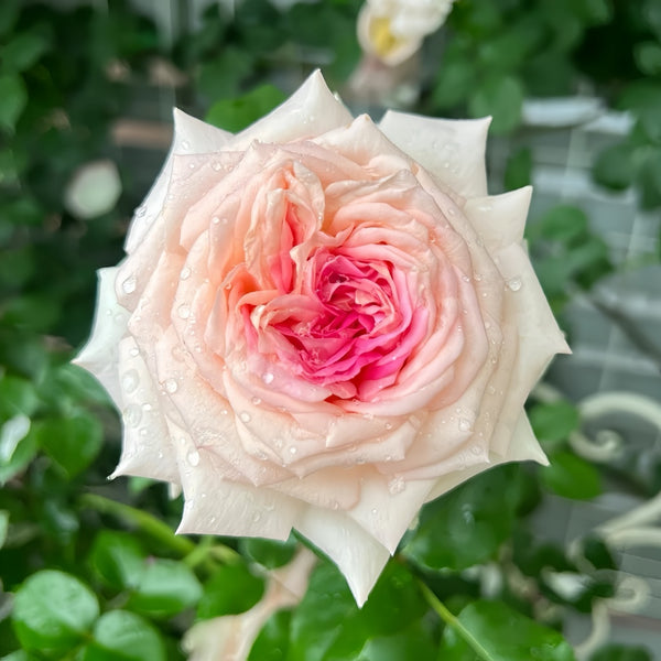 Ragazza Rose Plant|米兰少女 – Rose_Explosion