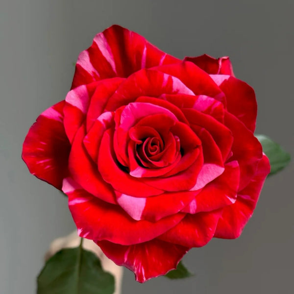 Red Panther Rose Plant｜红色豹子 – Rose_Explosion