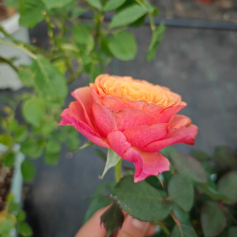 Richmond Park Rose Park ｜里奇蒙公园 – Rose_Explosion