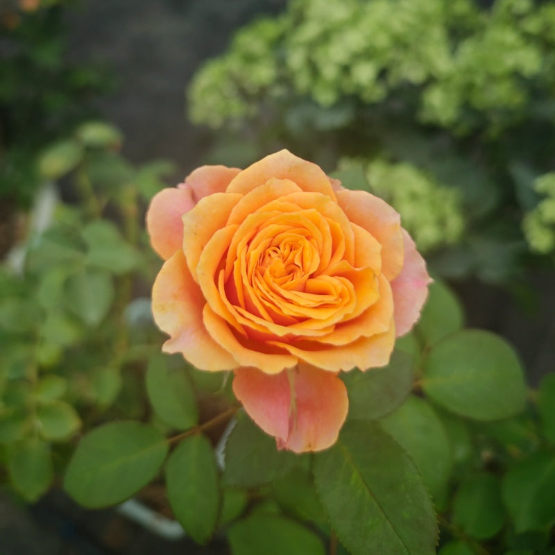 Richmond Park Rose Park ｜里奇蒙公园 – Rose_Explosion