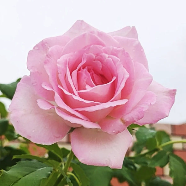 Rien Rose Plant｜河本绊 – Rose_Explosion