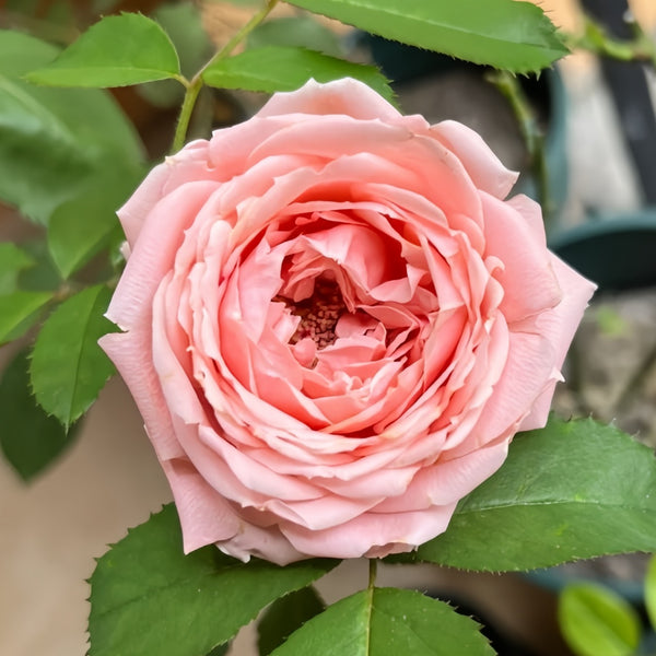 Rose Angers Rose Plant|娇媚昂热城堡 – Rose_Explosion