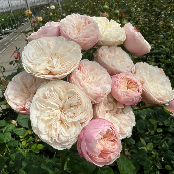 Royal Blush Rose Plant|皇家腮红 – Rose_Explosion
