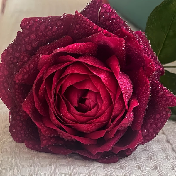 Roray Rose – Seasonal Color-Changing Rose with Deep Fragrance – Rose ...