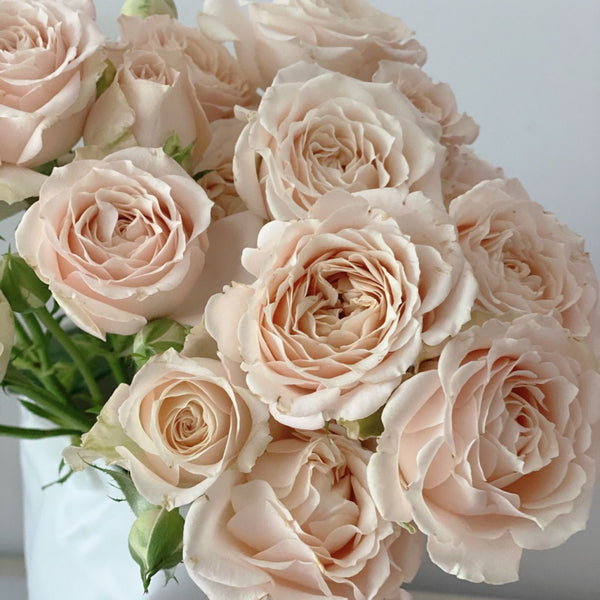 Sahara Sensation Rose Plant|撒哈拉之恋 – Rose_Explosion