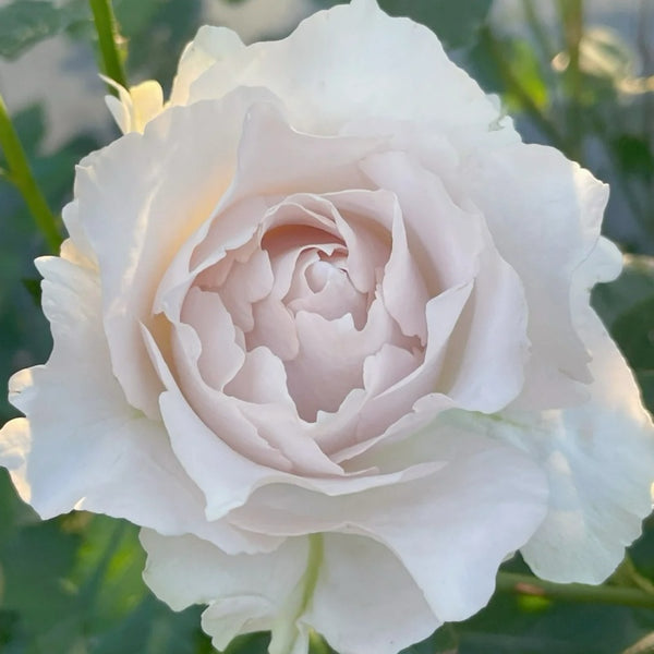 Saphiret Rose Plant | 莎菲天使 – Rose_Explosion