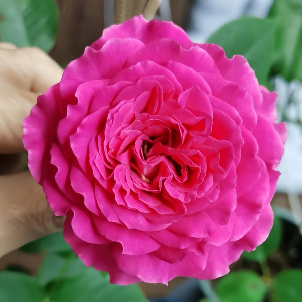 Sapphire Rose Plant|伊芙蓝宝石 – Rose_Explosion
