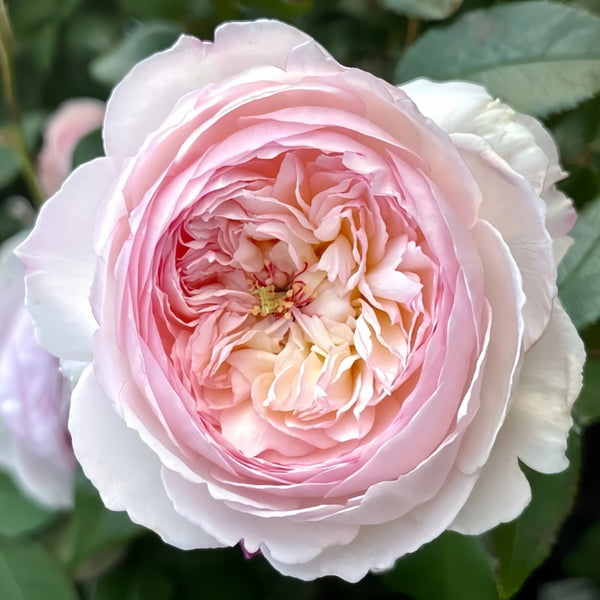 Rosomane Janon Rose Plant – Elegant Blooms for Your Garden – Rose_Explosion