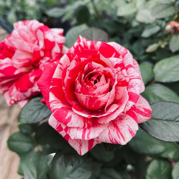Scentimental Rose Plant | 说愁 – Rose_Explosion