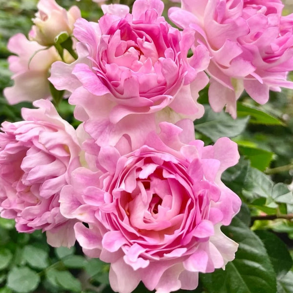 Sea Anemone Rose: Elegance for Garden & Arrangements – Rose_Explosion