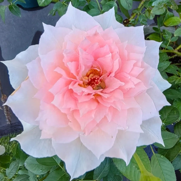 Shalimar Rose Plant｜夏莉玛 – Rose_Explosion
