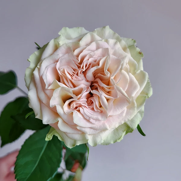 Shangguan Wan'er Rose Plant|上官婉儿 – Rose_Explosion