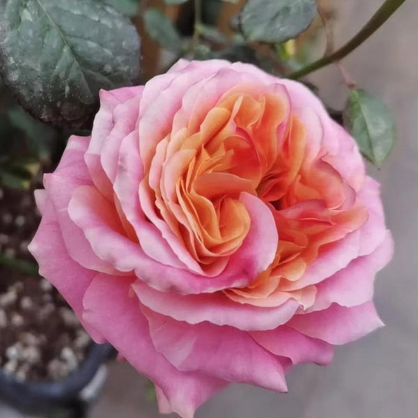 Elegant Shanghai Girl Rose Plant for a Beautiful Garden Oasis – Rose ...