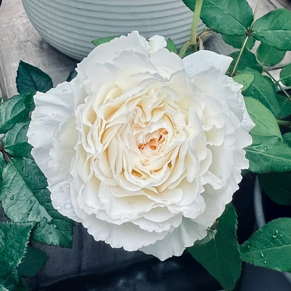 Shirabe Rose Plant|音调 – Rose_Explosion