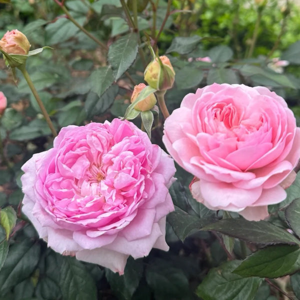 Silas Marner Rose Plant (David Austin) | 织工马南 – Rose_Explosion