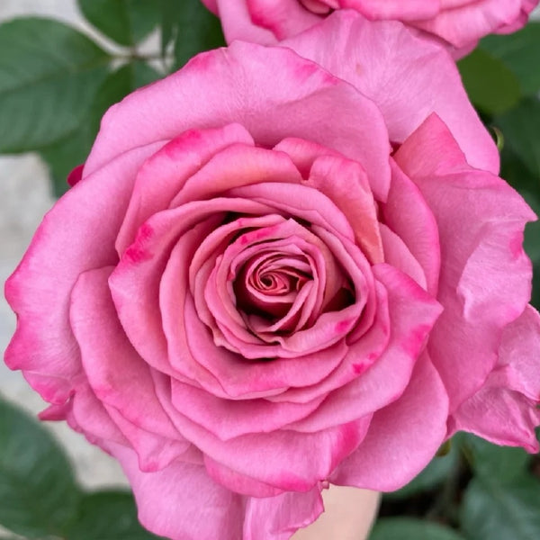 Single Malt Rose Plant – Rich, Vibrant Blooms for Your Garden – Rose ...