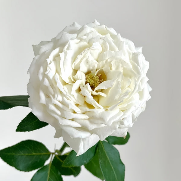 Snowball Forever Rose Plant|永恒之雪 – Rose_Explosion