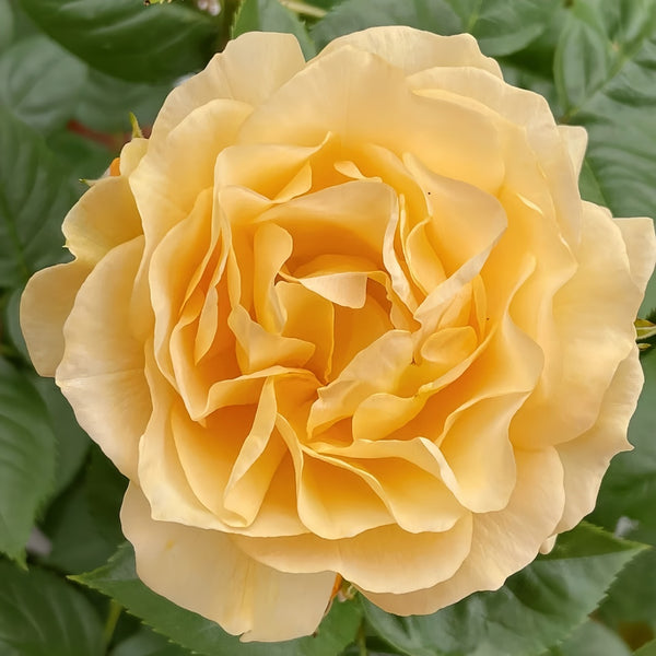 Soul Mate Rose Plant|灵魂伴侣 – Rose_Explosion