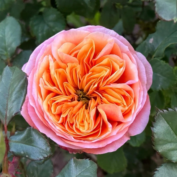 South Park Rose Plant｜南方公园 – Rose_Explosion