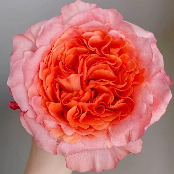 Special Song Rose Plant｜特别情歌 – Rose_Explosion