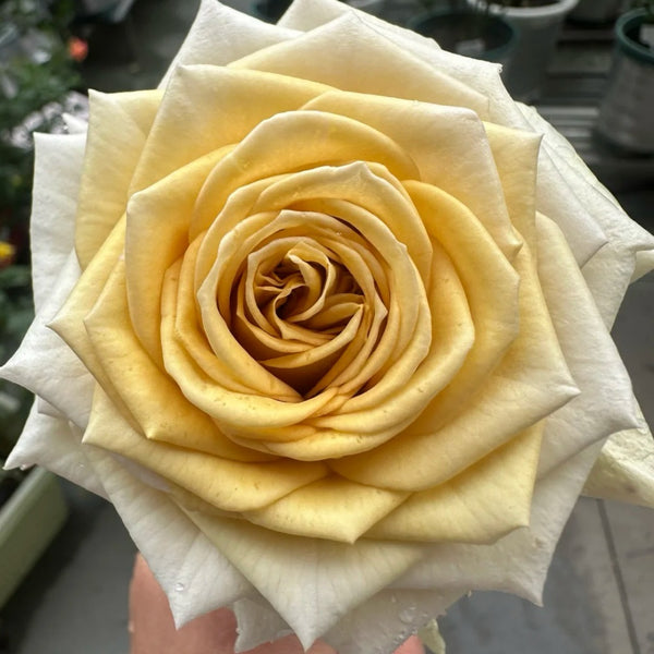 Spoiler Rose Plant｜捣蛋鬼 – Rose_Explosion