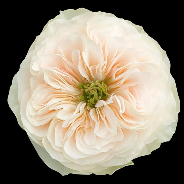 Stanley Abbey Rose Plant｜斯坦利修道院 – Rose_Explosion