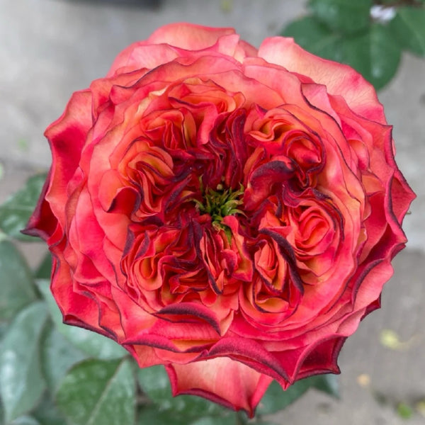 Star Trek Rose Plant｜星际迷航 – Rose_Explosion