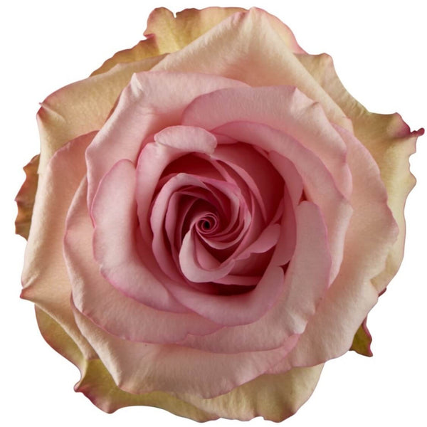 Steffi Rose Plant | 施特菲 – Rose_Explosion
