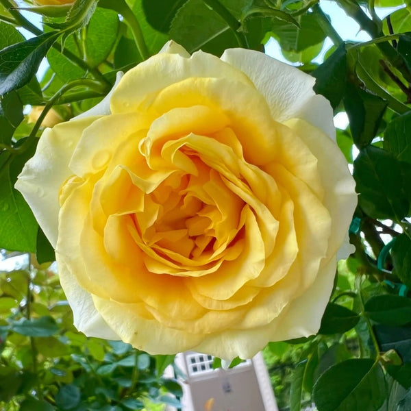 Sunny Beach Rose Plant｜阳光海滩 – Rose_Explosion