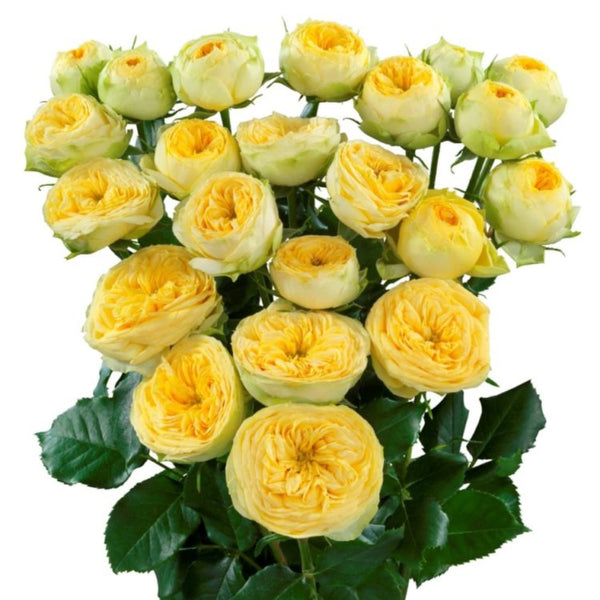 Sunny Trendsetter Rose Plant｜阳光潮流 – Rose_Explosion