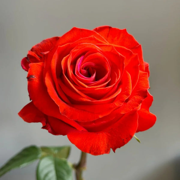 Sunset glow Rose Plant｜落霞 – Rose_Explosion