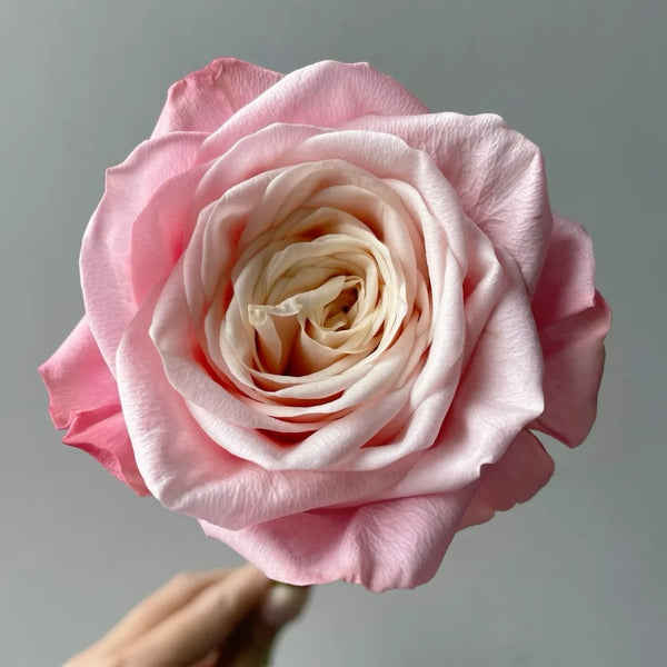 Supless Rose Plant｜甜蜜奶咖 – Rose_Explosion