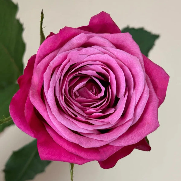 Susan Rose Plant – Elegant Blooms for a Beautiful Rose Garden – Rose ...