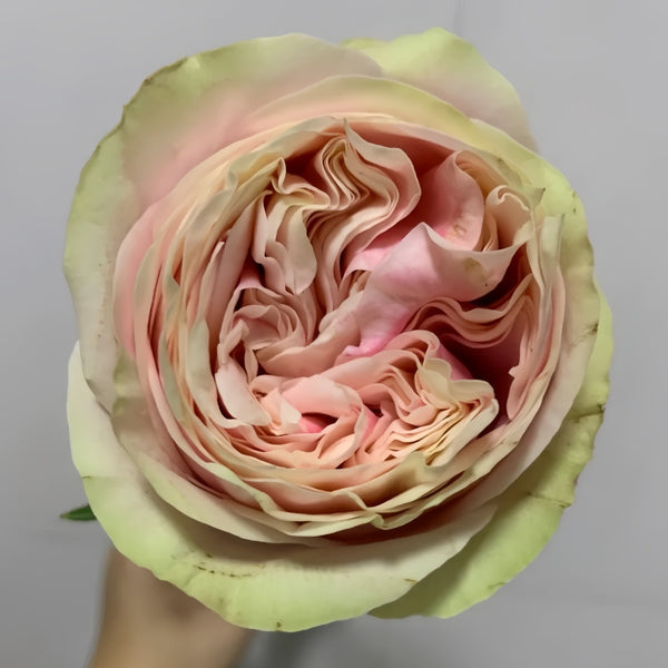 Swan Grace Rose Plant|优雅天鹅 – Rose_Explosion