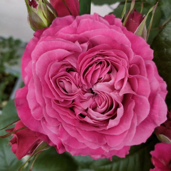 Charming Sweet 4 Love Rose Plant for a Gorgeous Rose Garden – Rose ...
