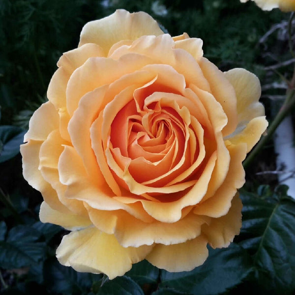 Sweet Dream Rose Plant｜甜梦 – Rose_Explosion
