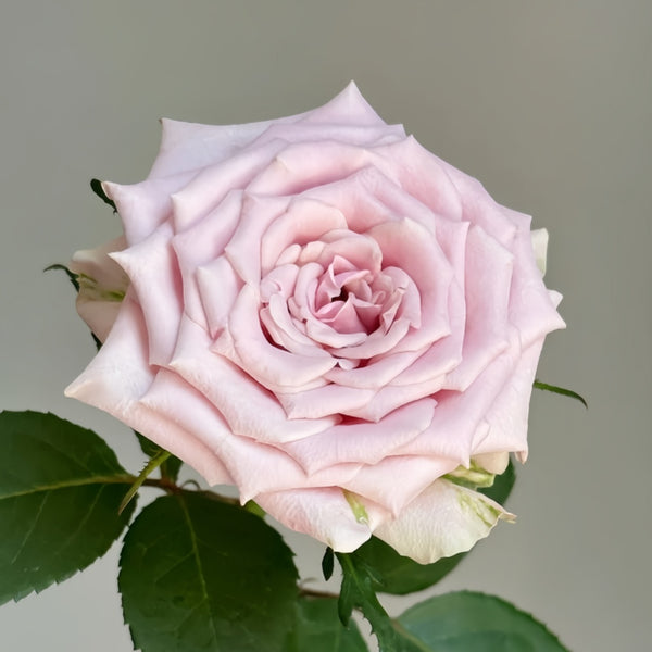 Sweet Menta Rose Plant|甜蜜曼塔 – Rose_Explosion