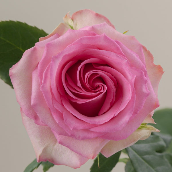 Sweet Unique Rose Plant｜红粉佳人 – Rose_Explosion